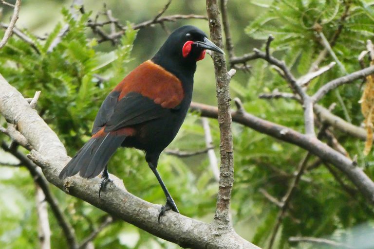 New Zealand Naturally - Birdsong & Nature Sounds from Aotearoa - Symbiosis